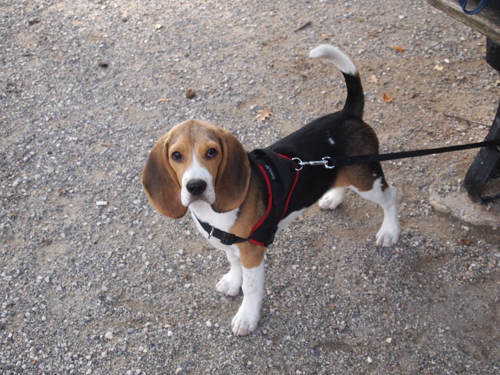 5 bonnes raisons d'adopter un beagle ! – Le Mag à Lire